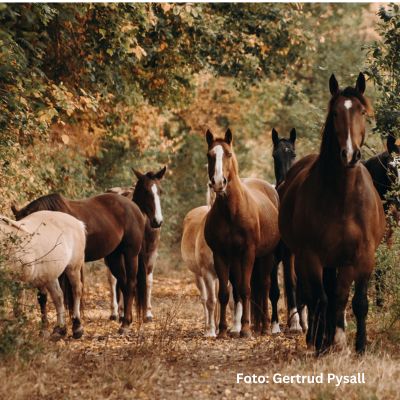 Die Vokabeln der Pferde - Naturalhorse